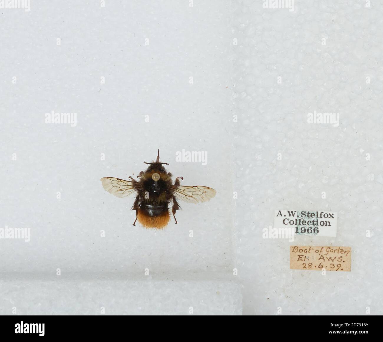 Boat of garten el hi-res stock photography and images - Alamy