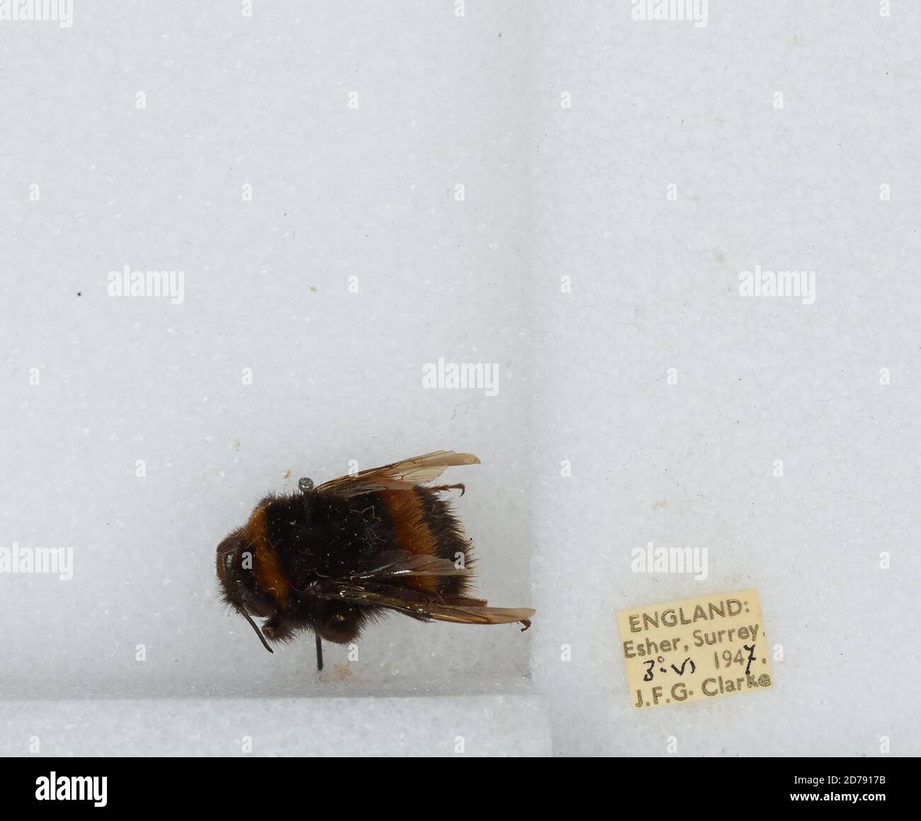 Esher, Surrey, England, United Kingdom, Bombus (Bombus) terrestris ...