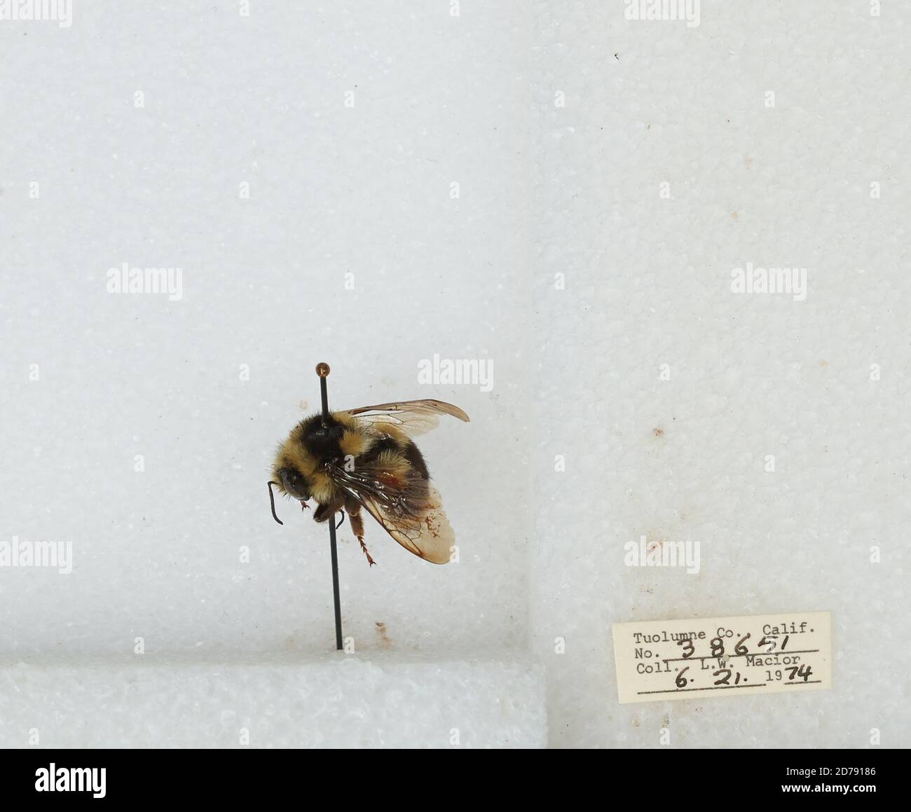 Tuolumne, California, United States, Bombus bifarius nearcticus ...