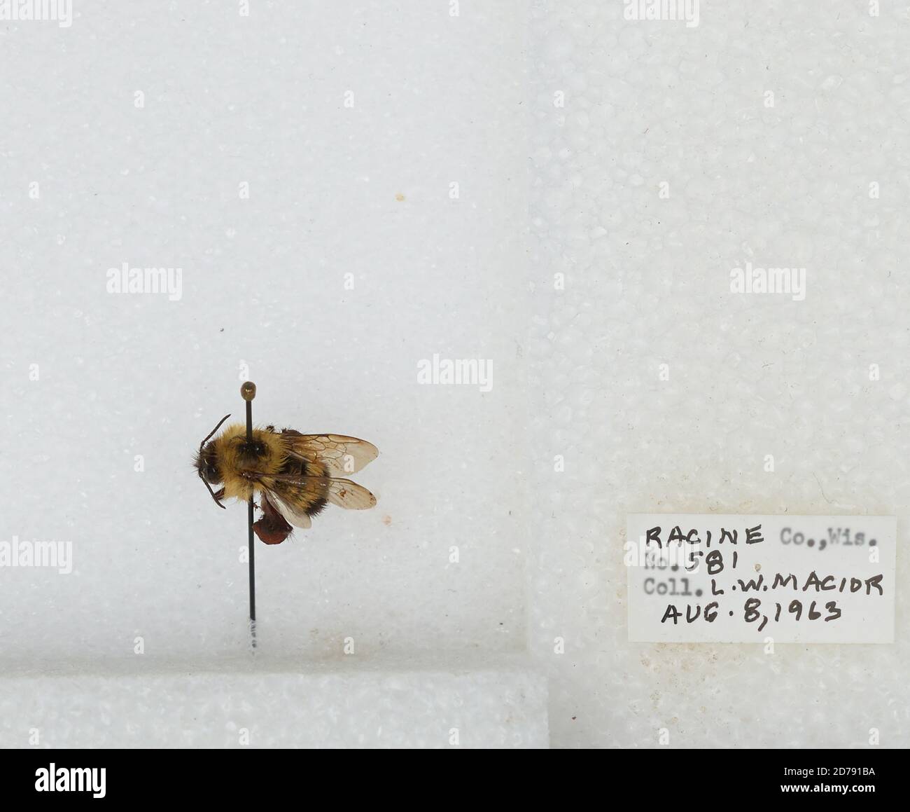 Racine, Wisconsin, United States, Bombus (Bombus) affinis Cresson ...