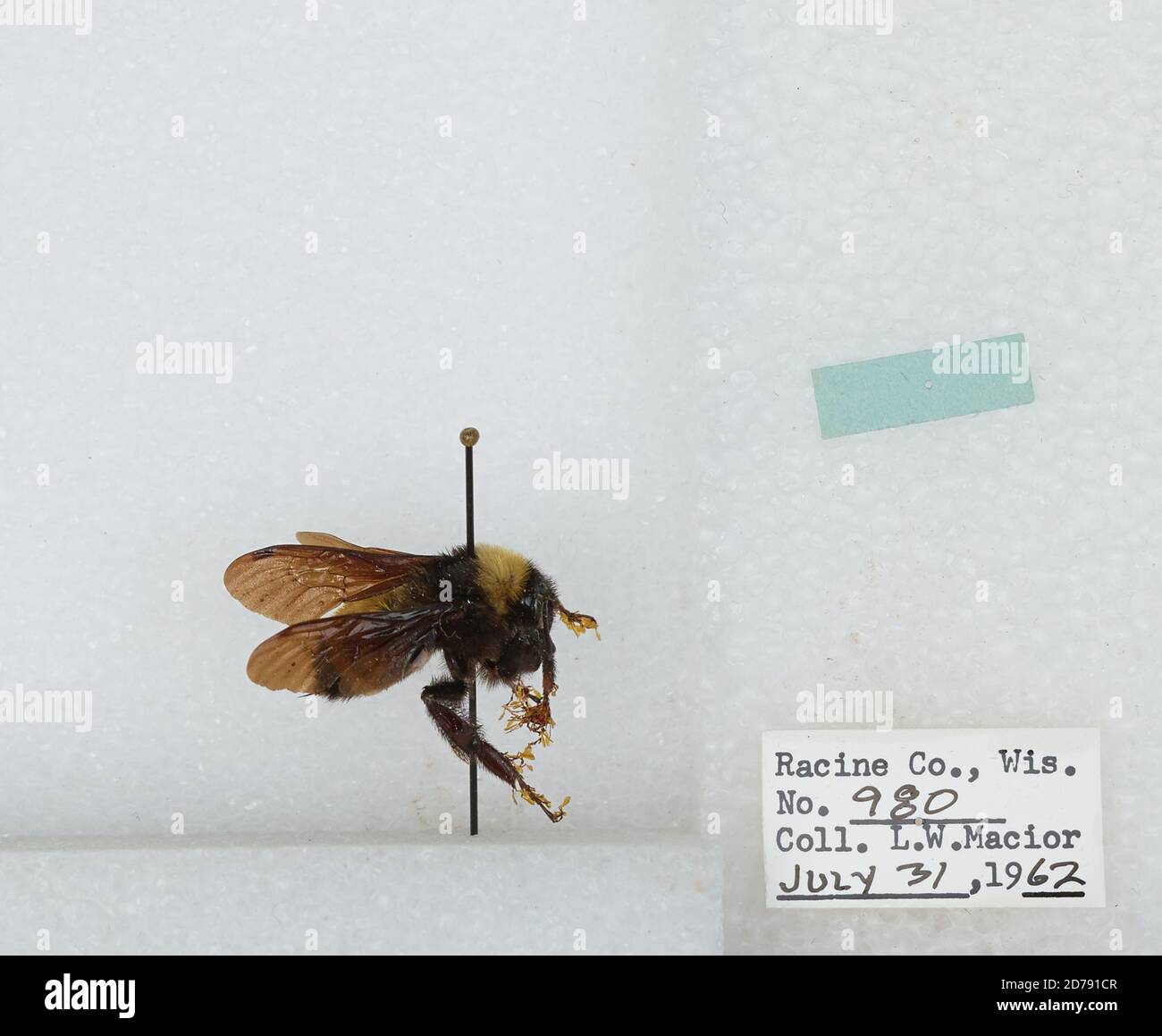 Racine, Wisconsin, United States, Bombus (Fervidobombus) pensylvanicus ...