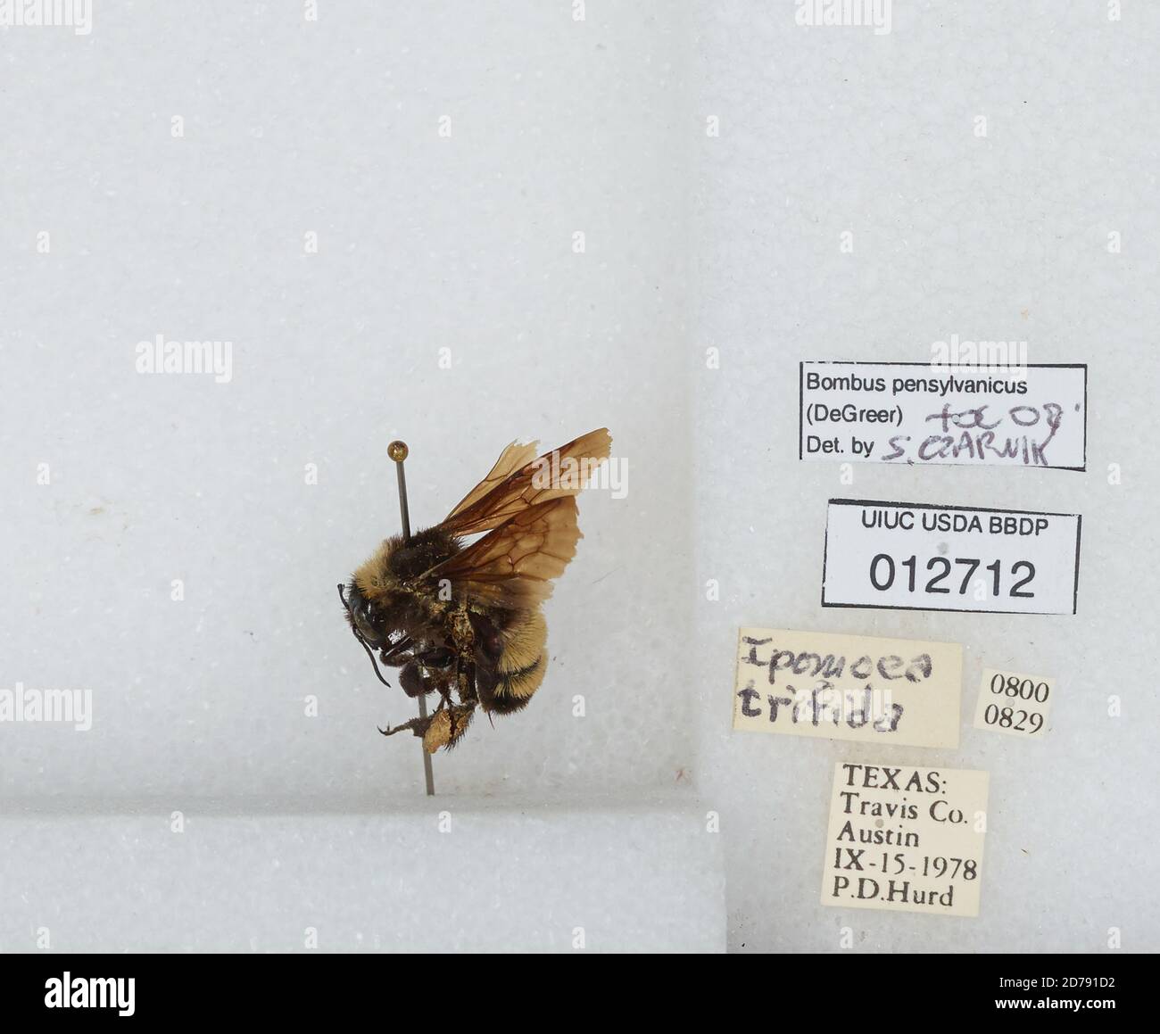 Austin, Travis, Texas, United States, Bombus (Fervidobombus ...