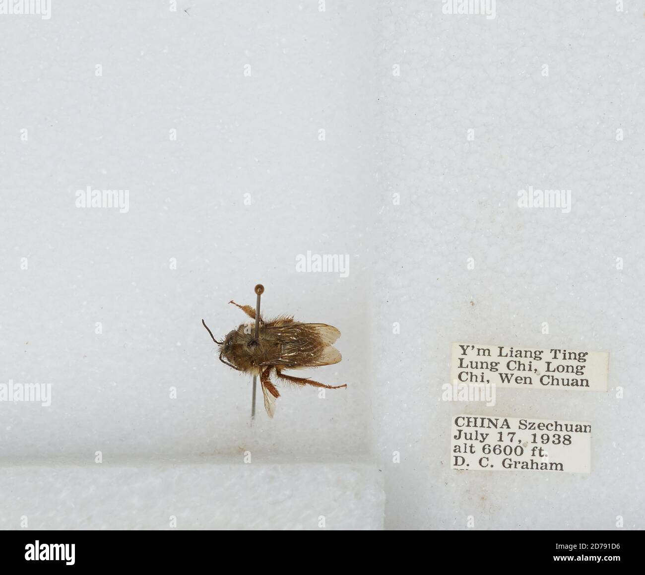 Y'm Liang Ting Lung Chi, Long Chi, Wen Chuan, Sichuan, China, Bombus sp ...