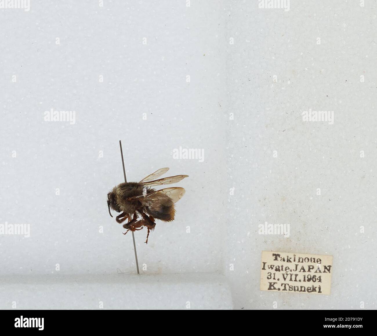 Takinoue, Ichinoseki, Iwate, Japan, Bombus sp., Animalia, Arthropoda ...