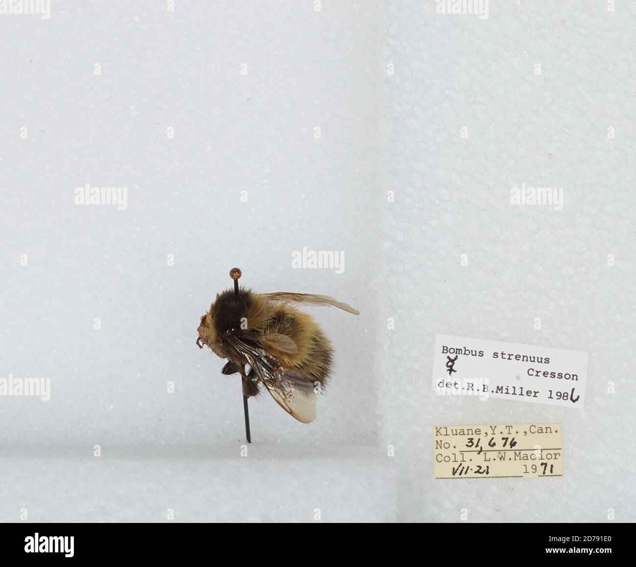 Kluane, Yukon Territory, Canada, Bombus (Alpinobombus) neoboreus Sladen ...