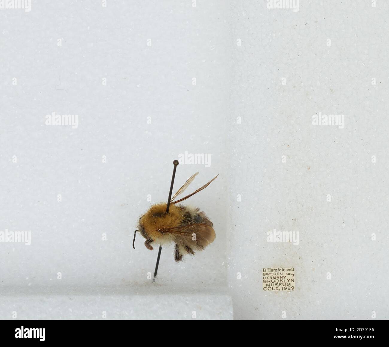Sweden or Germany, Bombus sp., Animalia, Arthropoda, Insecta ...