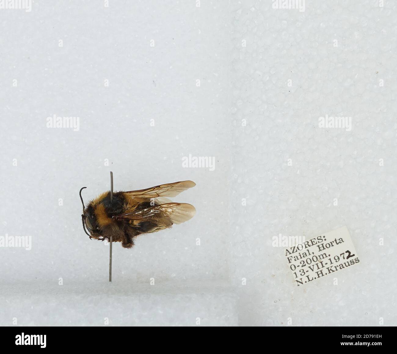 Horta, Faial, Azores, Portugal, Bombus sp., Animalia, Arthropoda ...