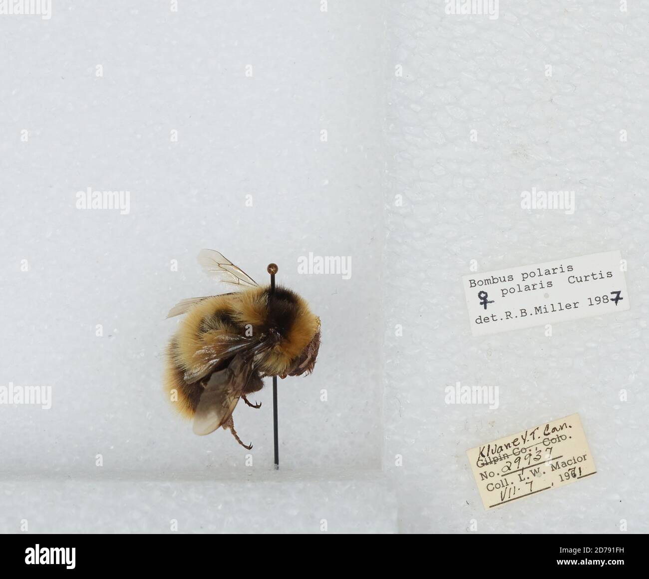Kluane, Yukon Territory, Canada, Bombus (Alpinobombus) polaris Curtis ...