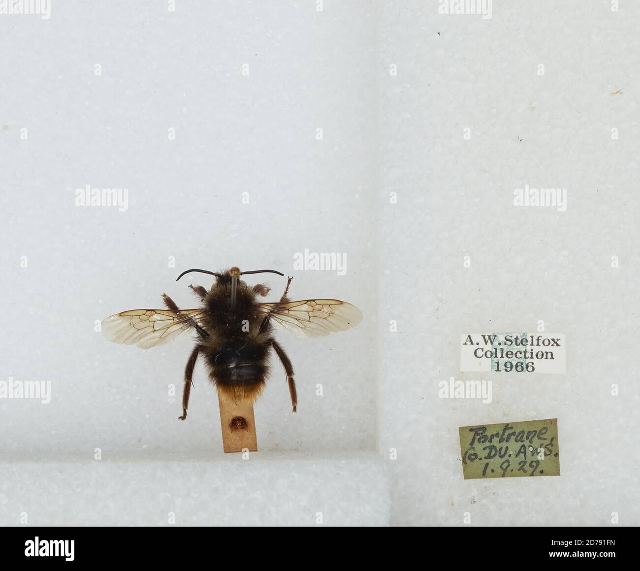 Portrane, Dublin, Leinster, Ireland, Bombus (Psithyrus) rupestris ...