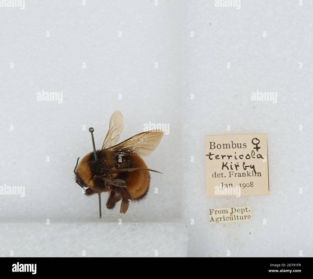 Bombus (Bombus) terricola Kirby, Animalia, Arthropoda, Insecta ...