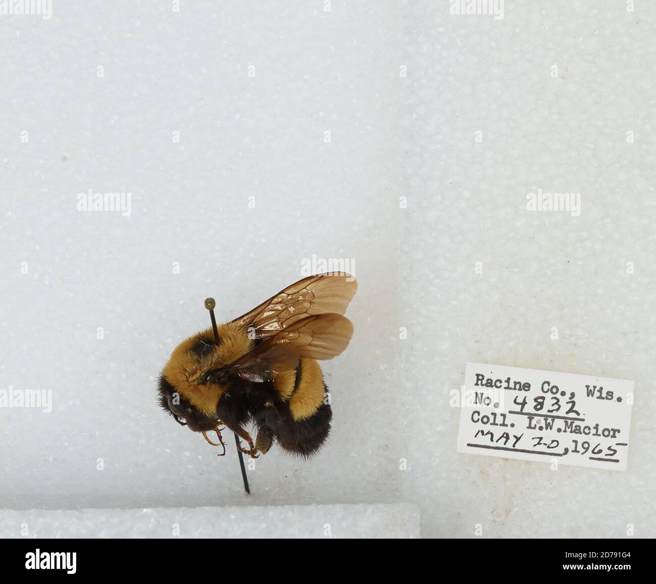 Racine, Wisconsin, United States, Bombus (Bombus) affinis Cresson ...