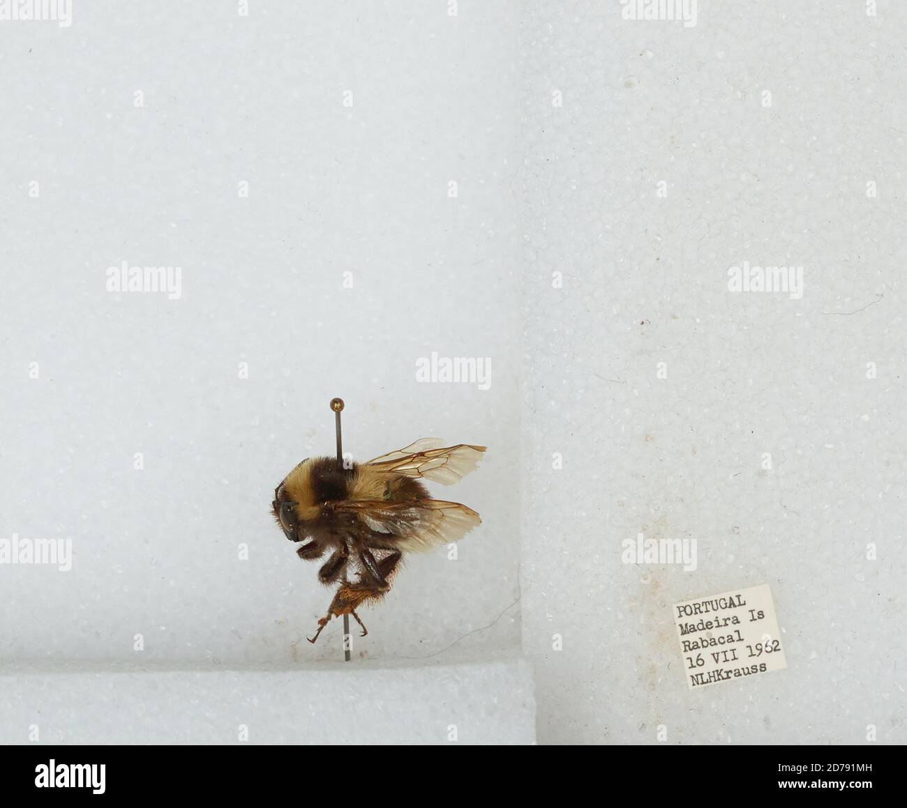 Raba?ºal, Madeira, Portugal, Bombus sp., Animalia, Arthropoda, Insecta ...