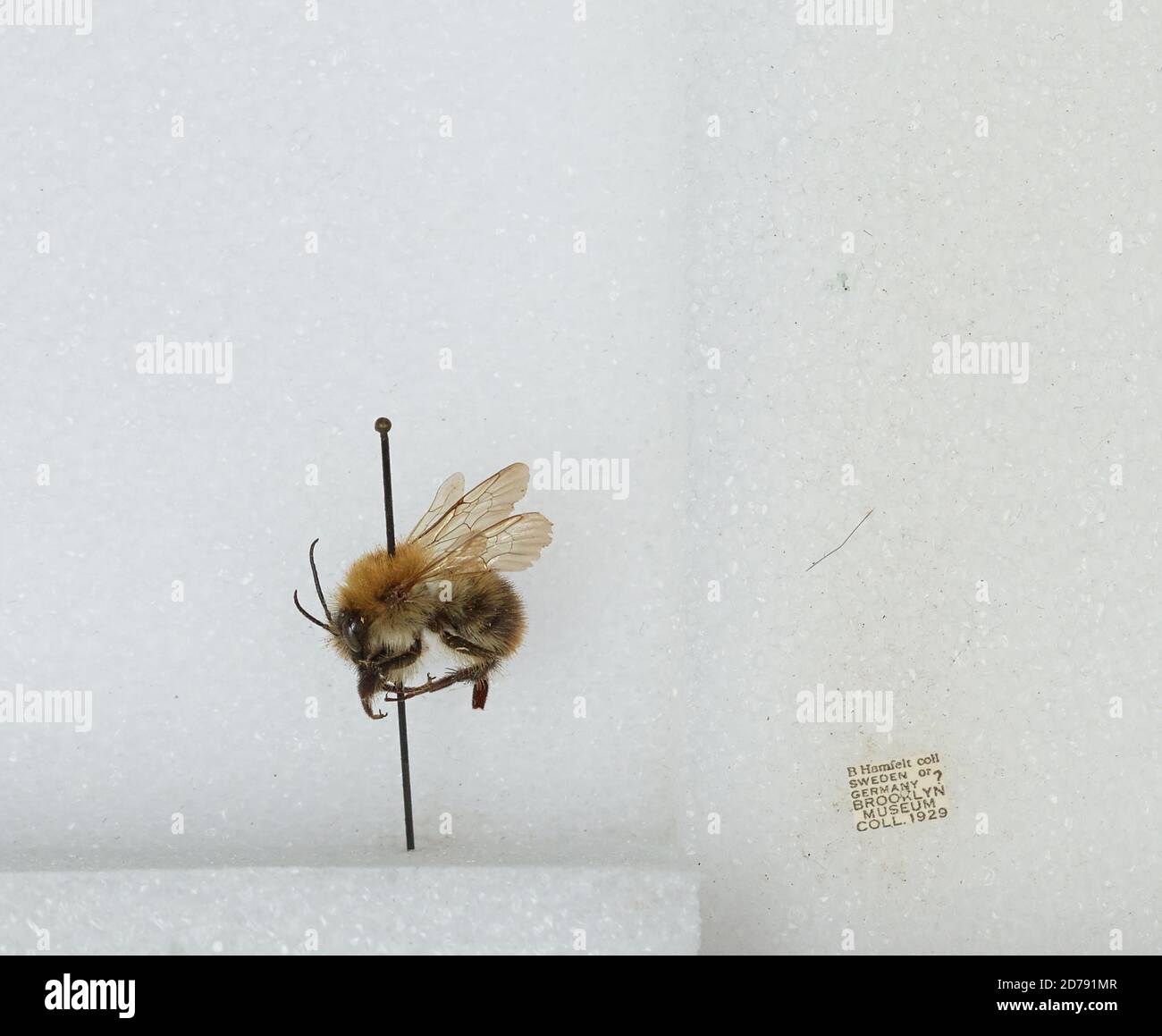 Sweden or Germany, Bombus sp., Animalia, Arthropoda, Insecta ...