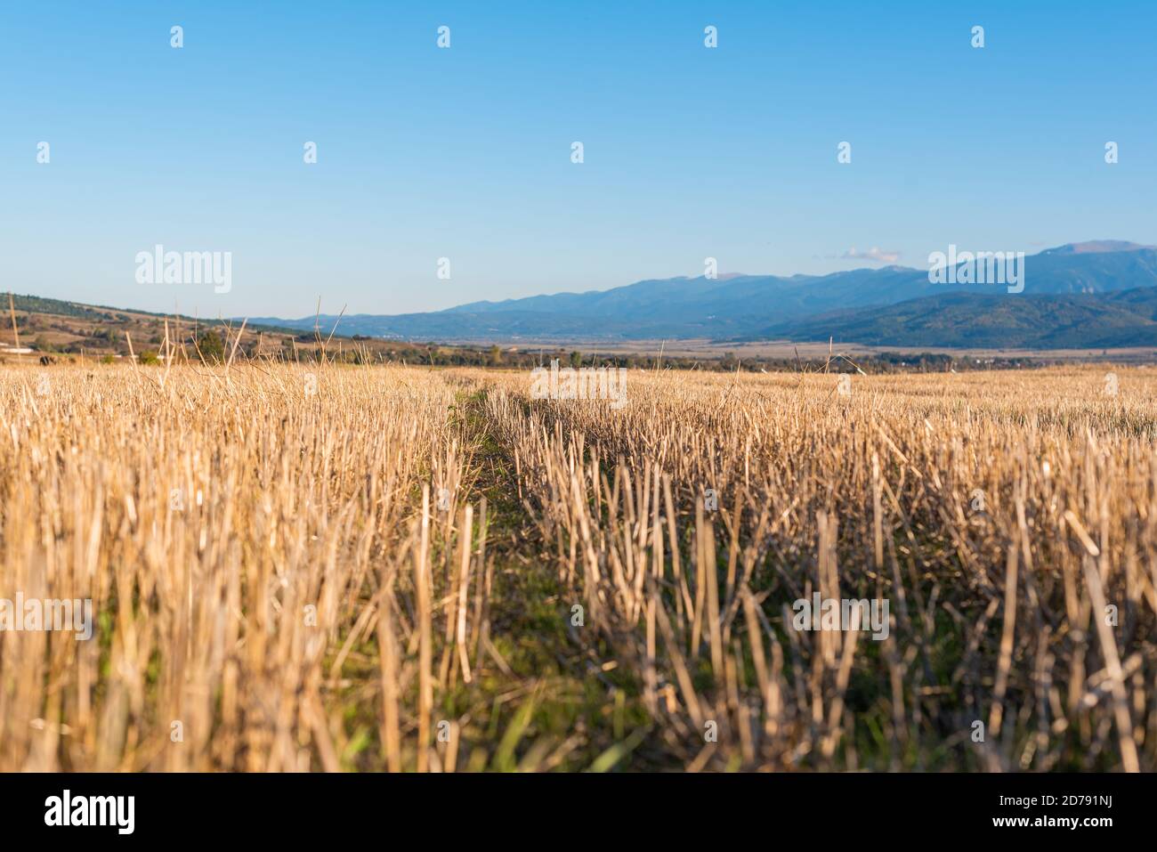 Dry hay field with a clear cut path warm color bulgaria rural landscape ...