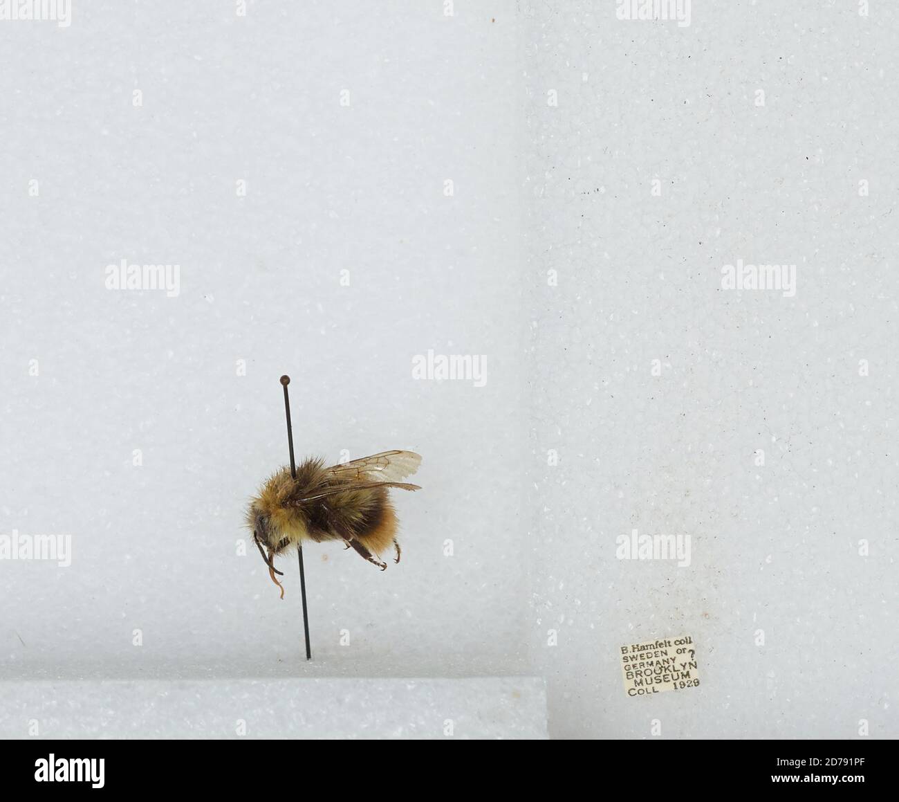 Sweden or Germany, Bombus sp., Animalia, Arthropoda, Insecta ...