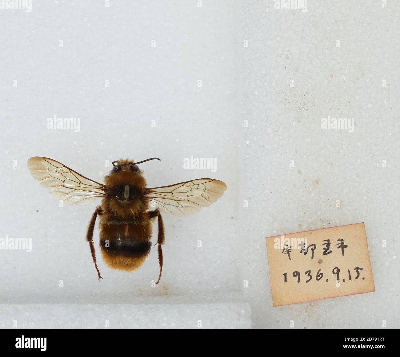 Bombus sp., Animalia, Arthropoda, Insecta, Hymenoptera, Apidae, Apinae ...