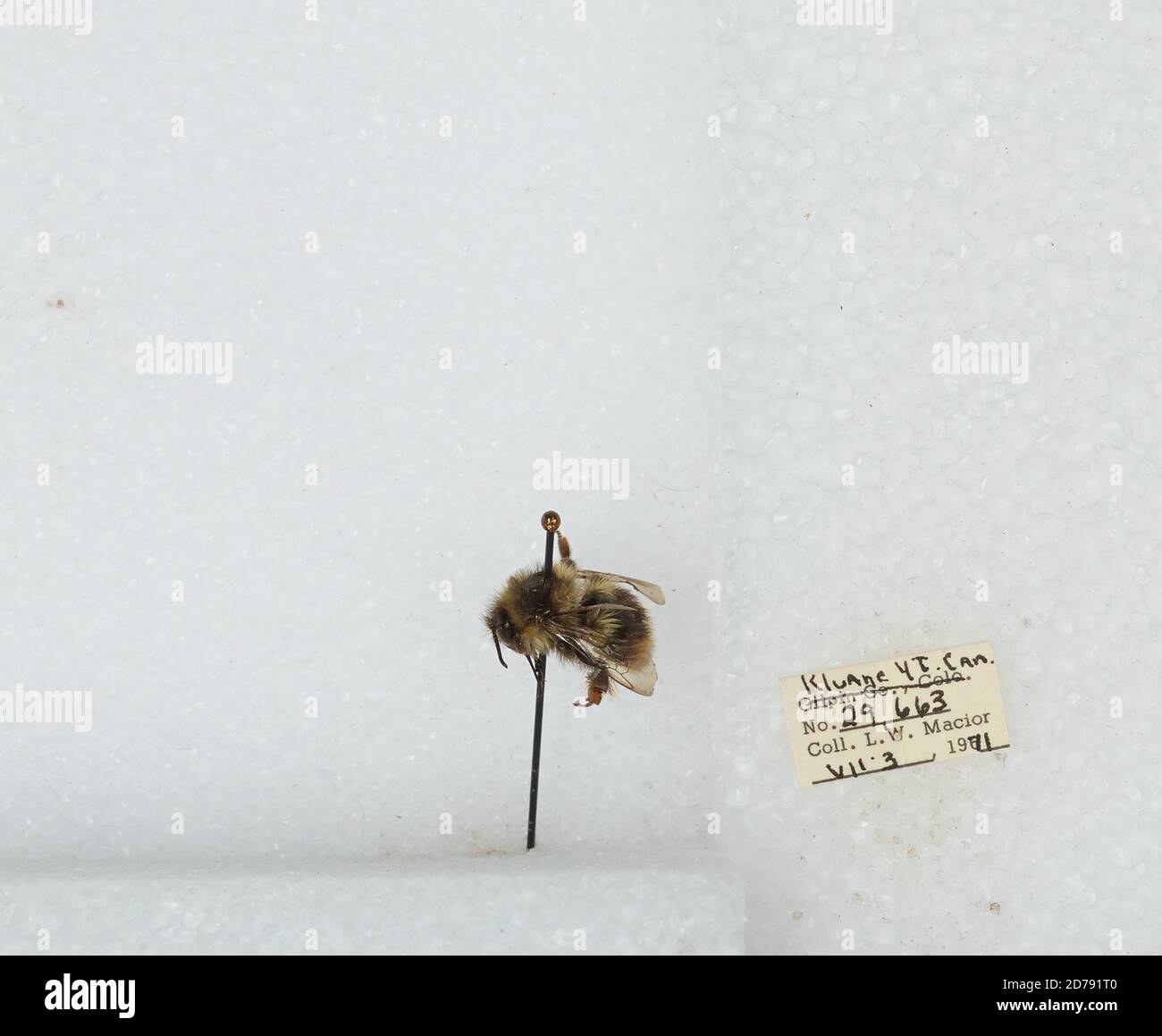 Kluane, Yukon Territory, Canada, Bombus bifarius nearcticus, Animalia, Arthropoda, Insecta ...