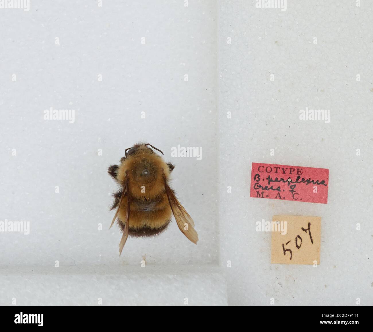 Bombus (Pyrobombus) perplexus Cresson, 1863, Animalia, Arthropoda ...