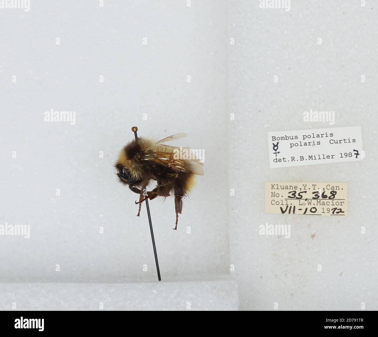 Kluane, Yukon Territory, Canada, Bombus (Alpinobombus) polaris Curtis ...