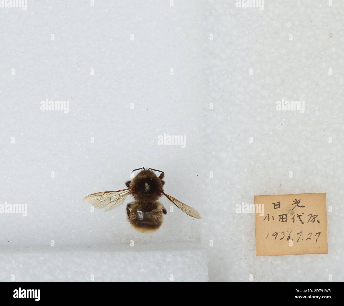 Bombus sp., Animalia, Arthropoda, Insecta, Hymenoptera, Apidae, Apinae ...