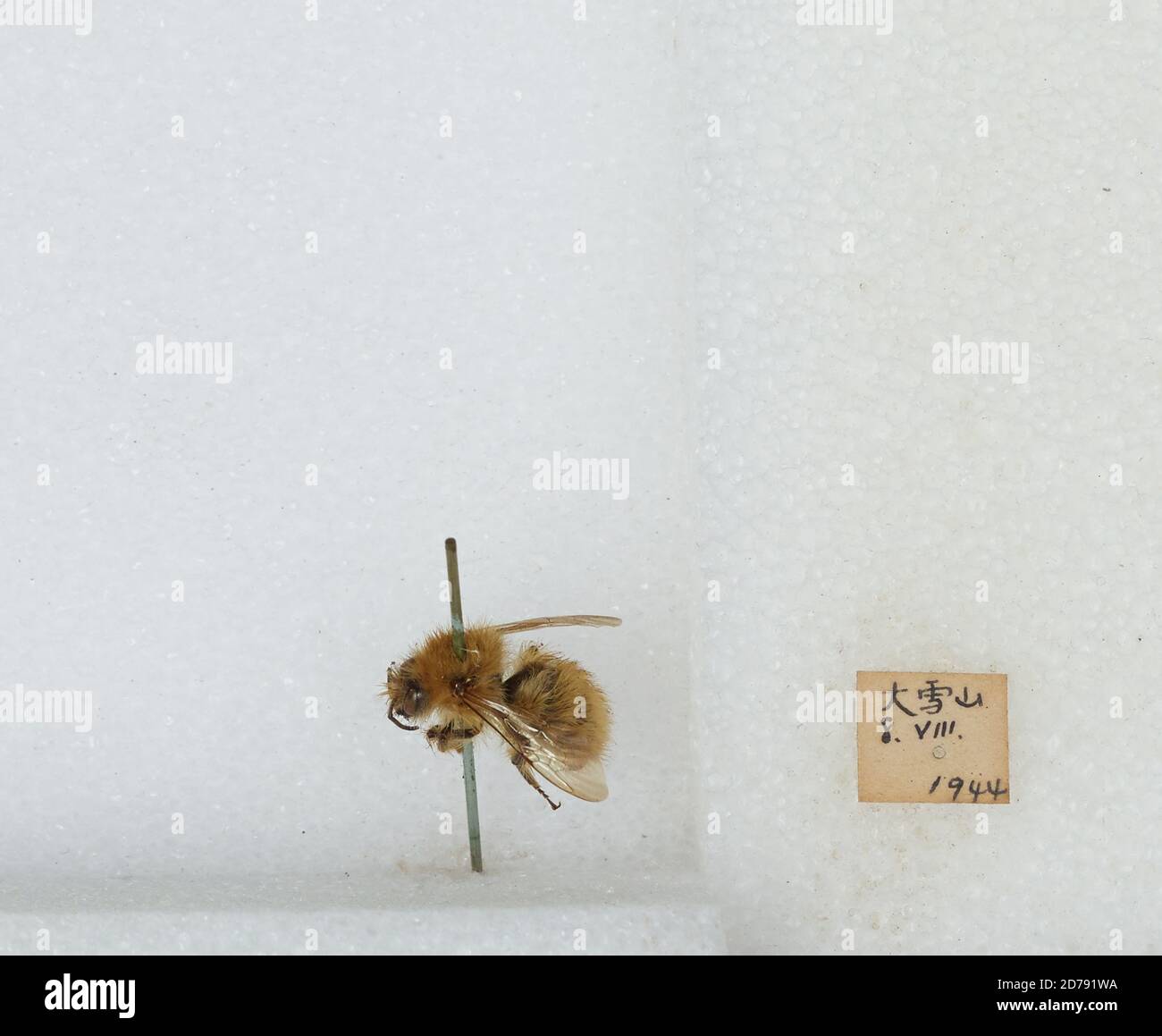 Bombus sp., Animalia, Arthropoda, Insecta, Hymenoptera, Apidae, Apinae ...