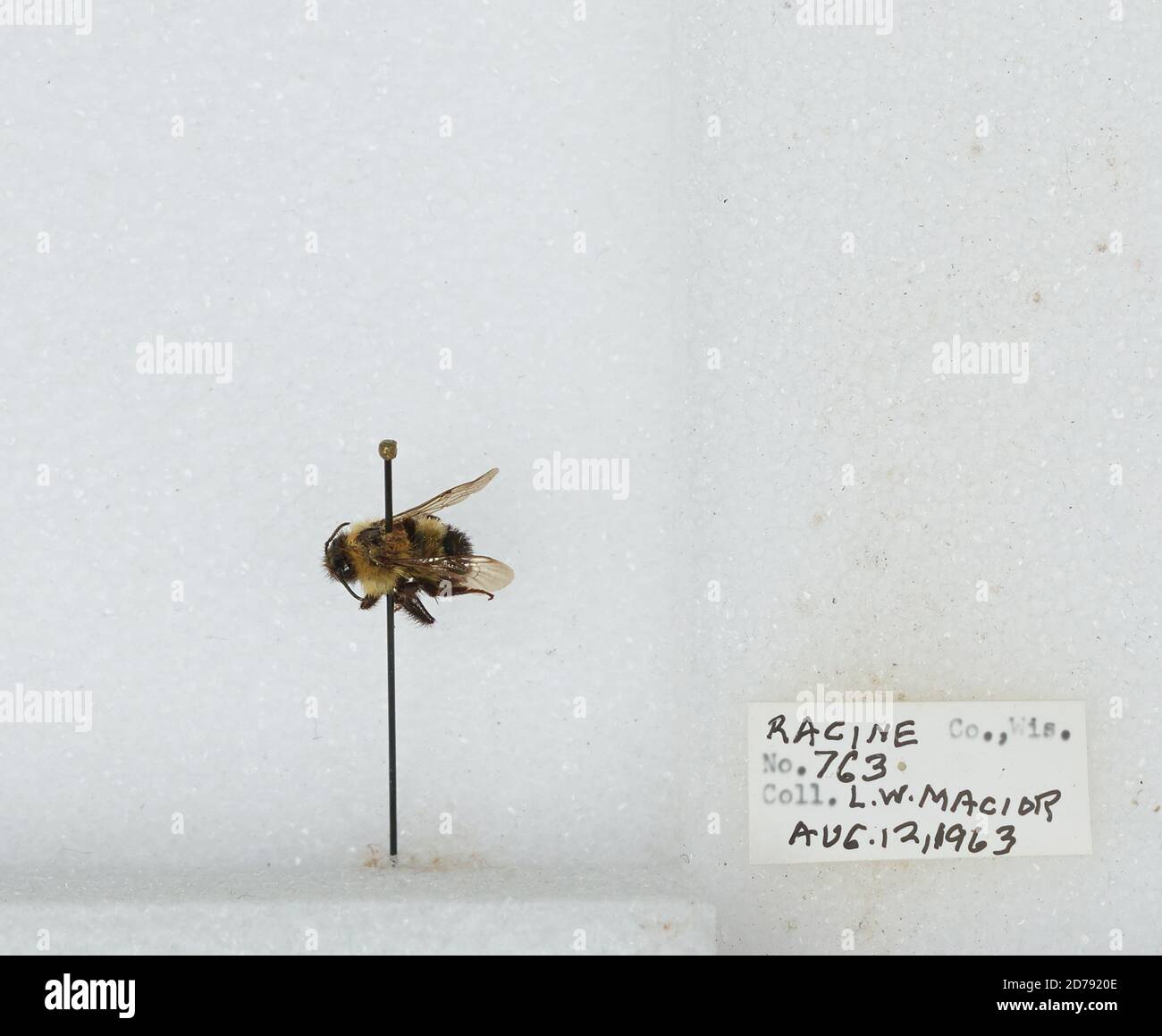 Racine, Wisconsin, United States, Bombus (Bombus) affinis Cresson ...