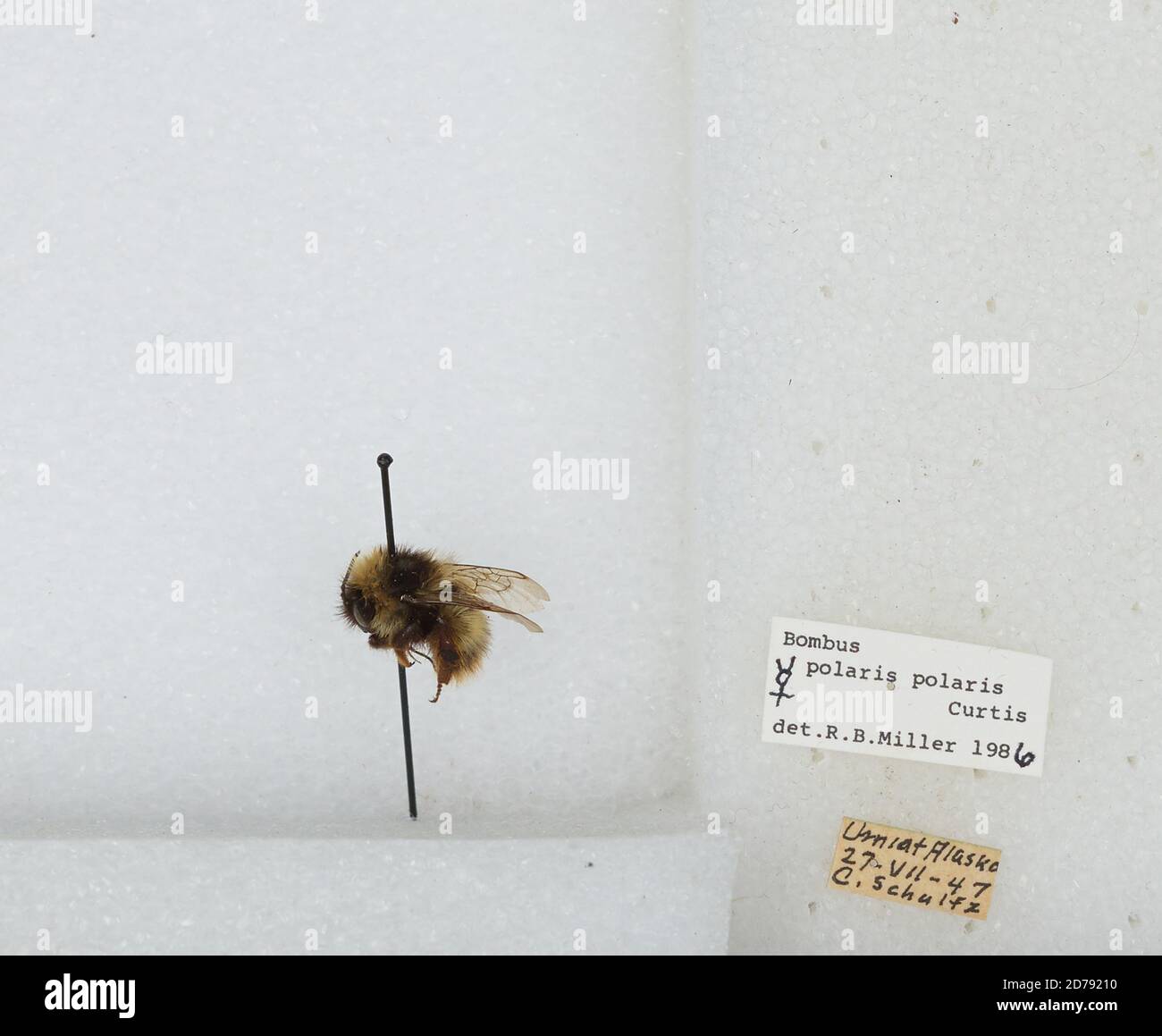 Umiat, North Slope, Alaska, United States, Bombus (Alpinobombus ...