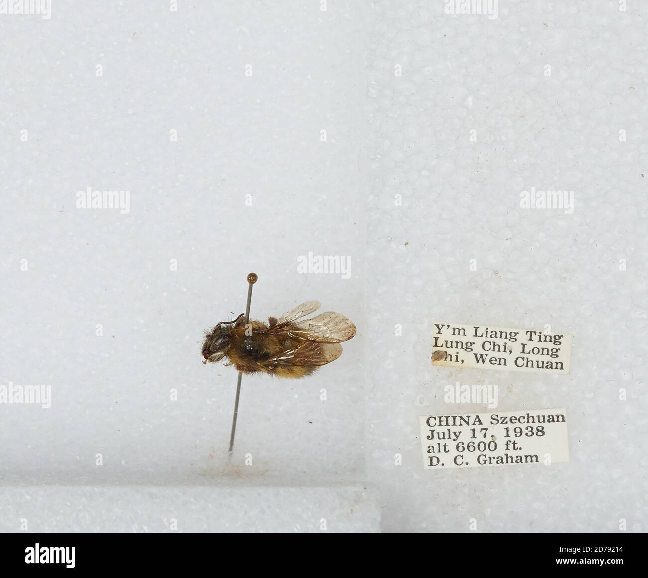 Y'm Liang Ting Lung Chi, Long Chi, Wen Chuan, Sichuan, China, Bombus sp ...