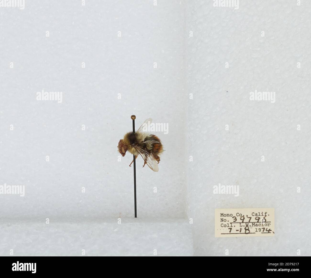 Mono, California, United States, Bombus (Cullumanobombus) rufocinctus ...