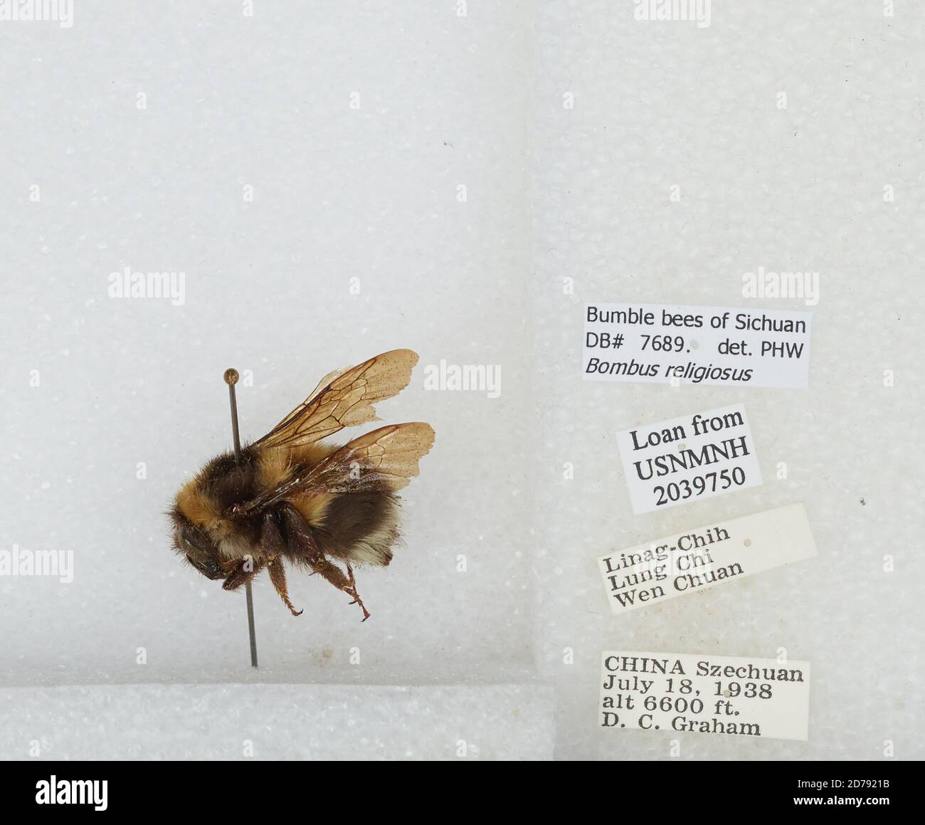 Linag-Chih, Sichuan, China, Bombus (Megabombus) religiosus (Frison ...