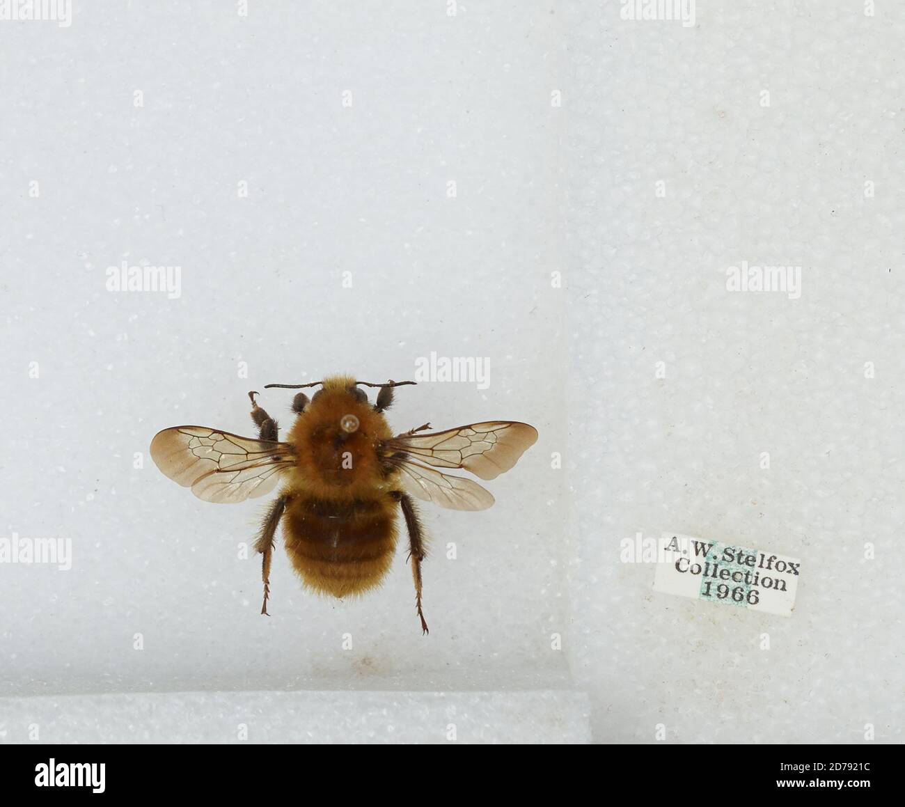 Bombus sp., Animalia, Arthropoda, Insecta, Hymenoptera, Apidae, Apinae ...