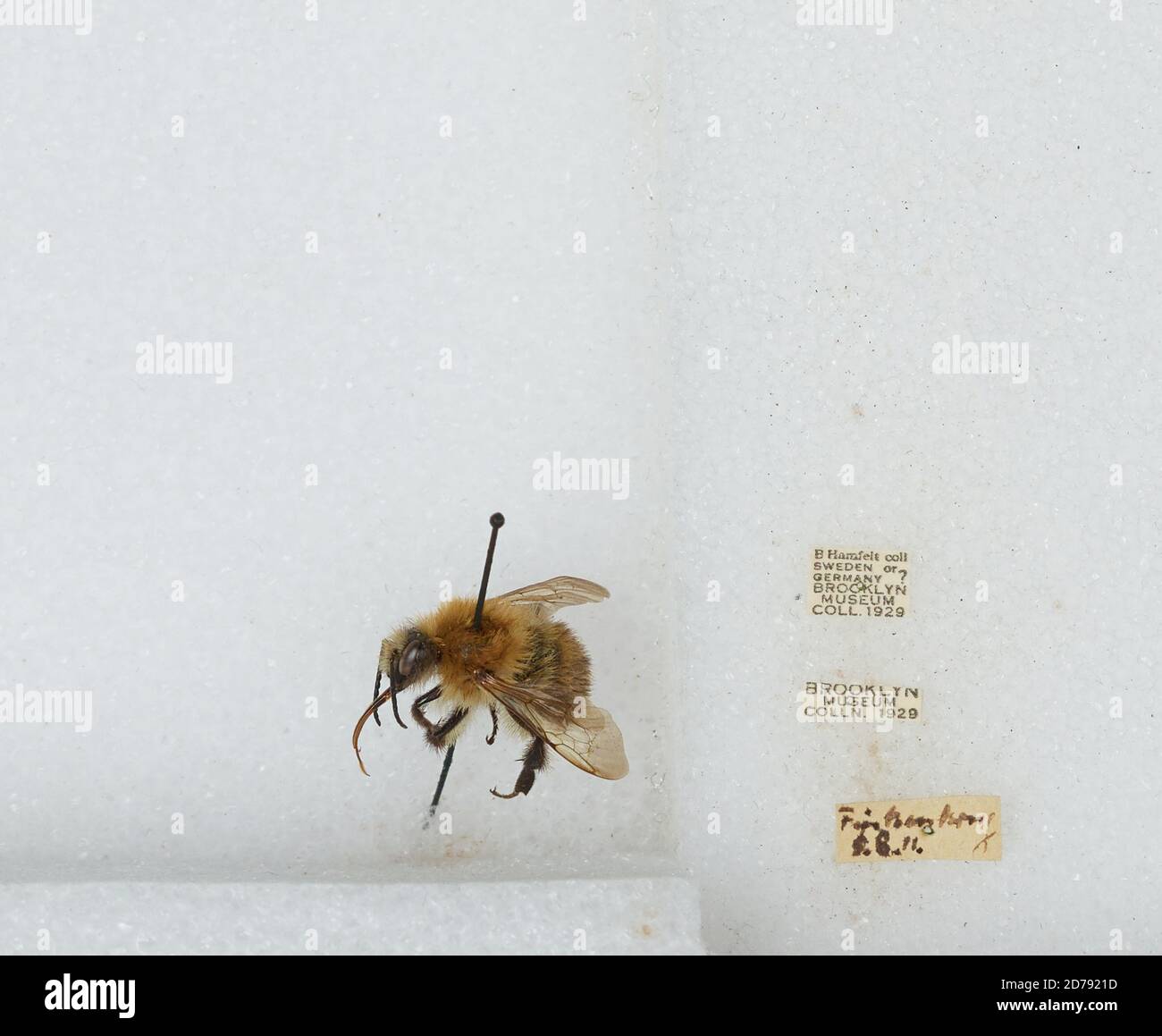 Finkenkrug, Landkreis Havelland, Brandenburg, Germany, Bombus sp ...