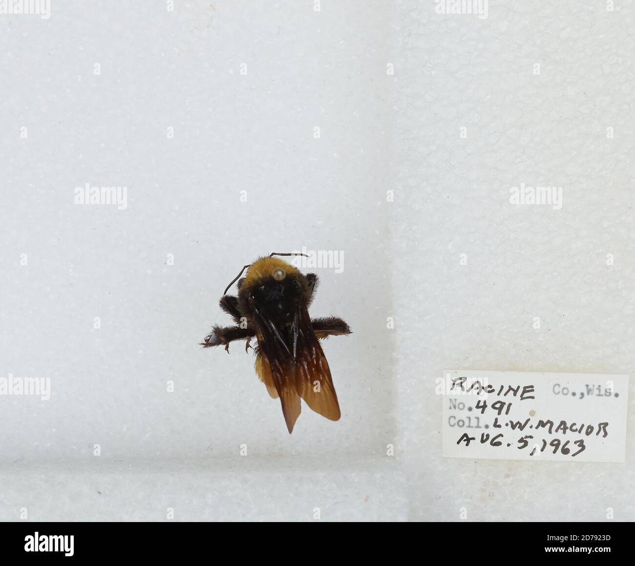 Racine, Wisconsin, United States, Bombus (Fervidobombus) pensylvanicus ...