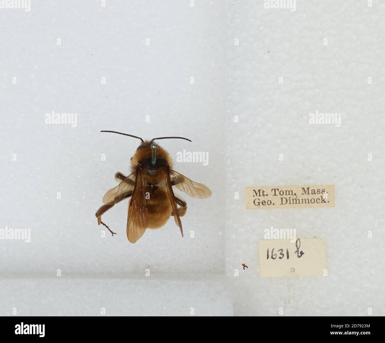 Mount Tom, Hampden, Massachusetts, United States, Bombus (Fervidobombus ...