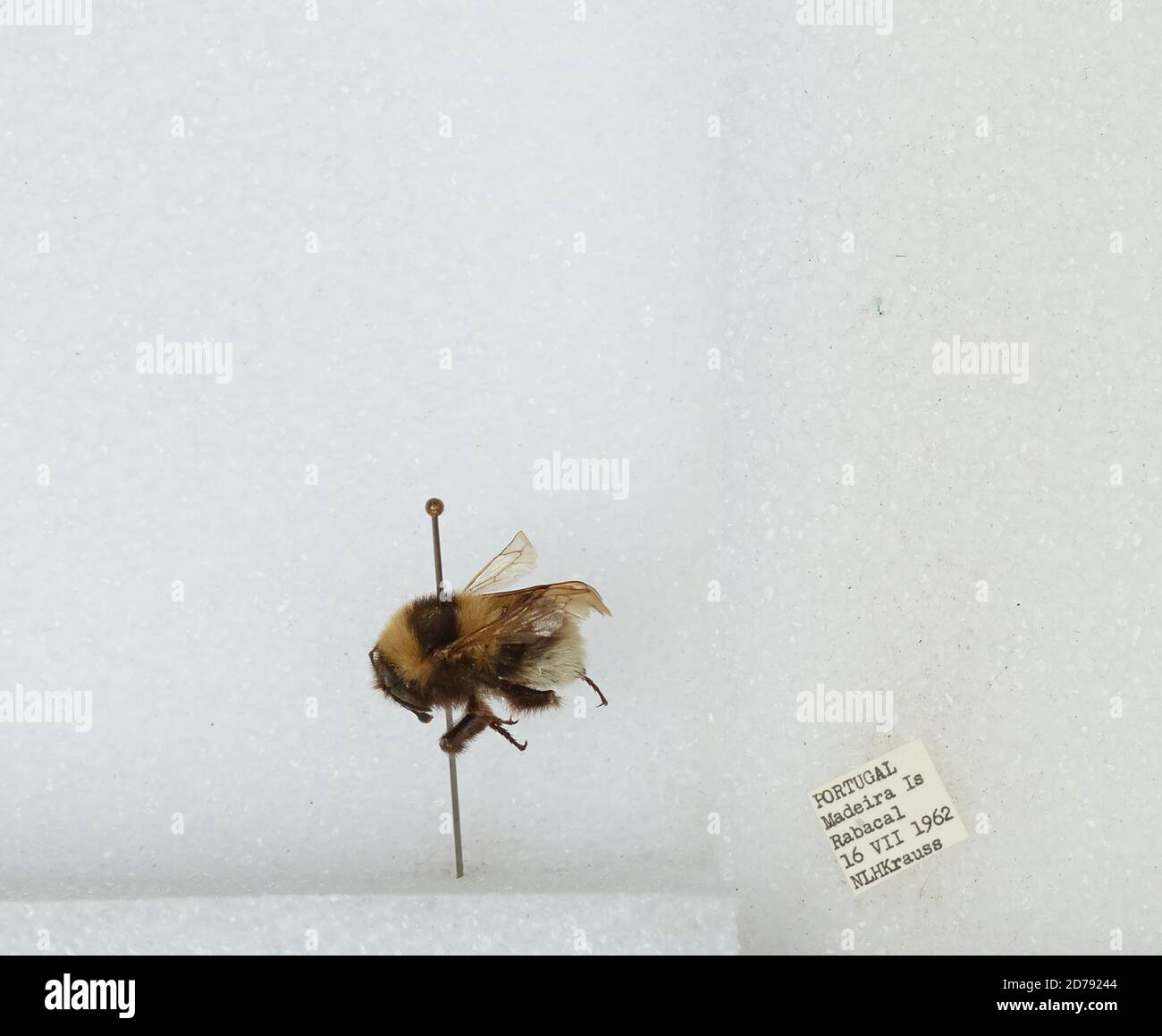 Raba?ºal, Madeira, Portugal, Bombus sp., Animalia, Arthropoda, Insecta ...