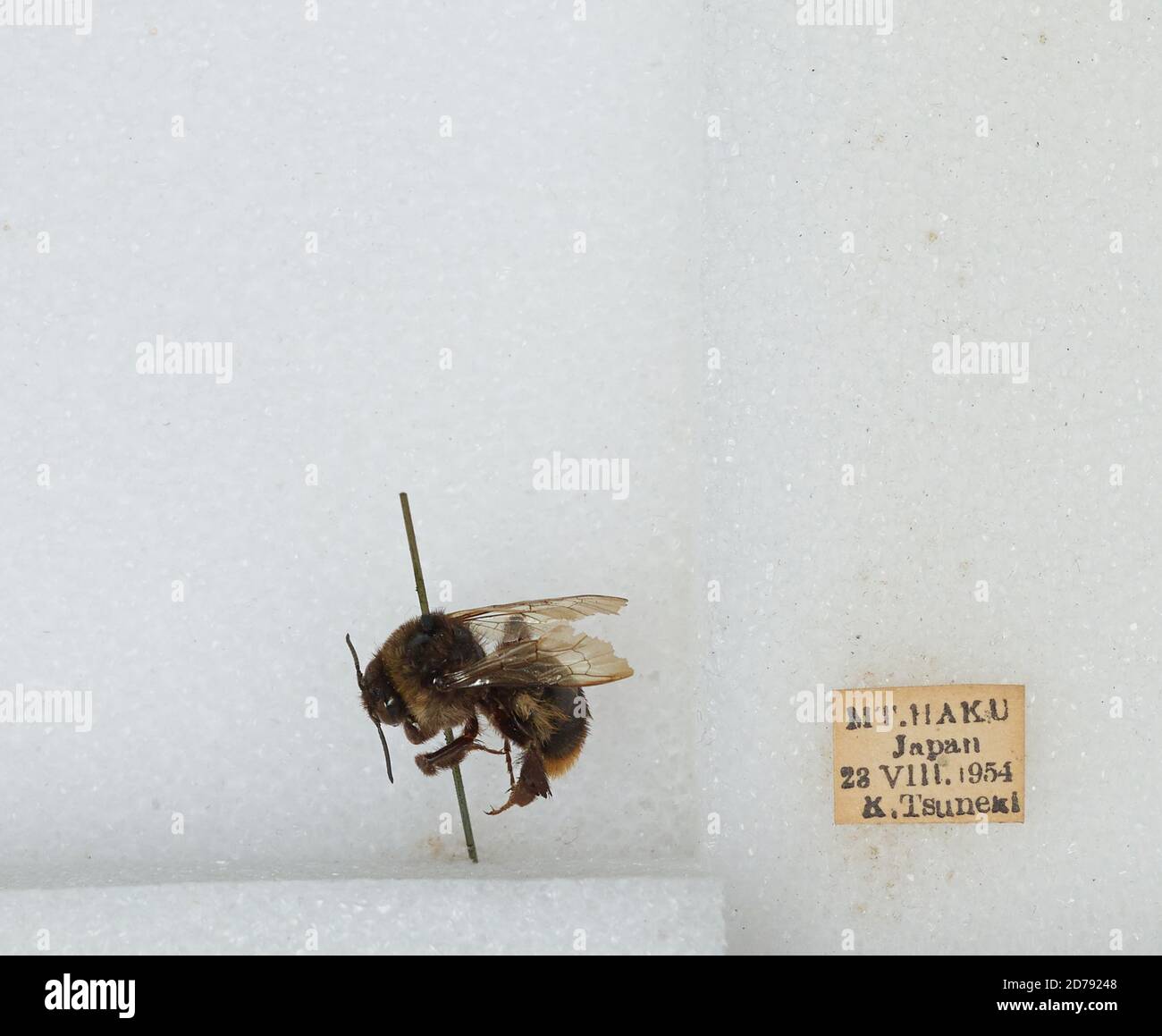 Mt. Haku, Japan, Bombus sp., Animalia, Arthropoda, Insecta, Hymenoptera, Apidae, Apinae Stock ...