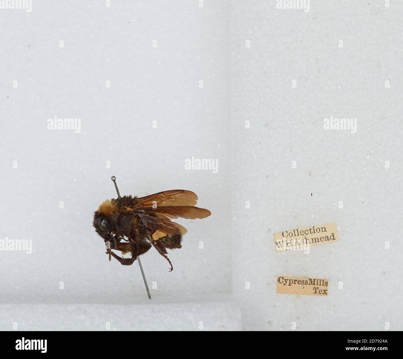 Cypress Mills, Texas, United States, Bombus (Fervidobombus ...