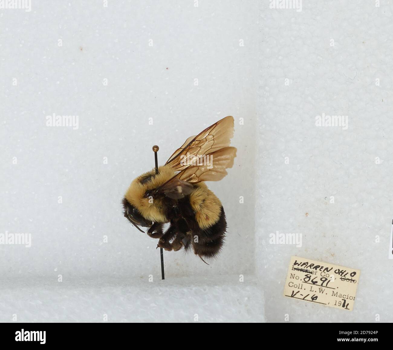 Warren, Ohio, United States, Bombus (Bombus) affinis Cresson, Animalia ...