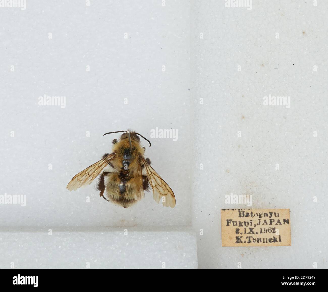 Hatogayu, Fukui, Japan, Bombus sp., Animalia, Arthropoda, Insecta, Hymenoptera, Apidae, Apinae ...