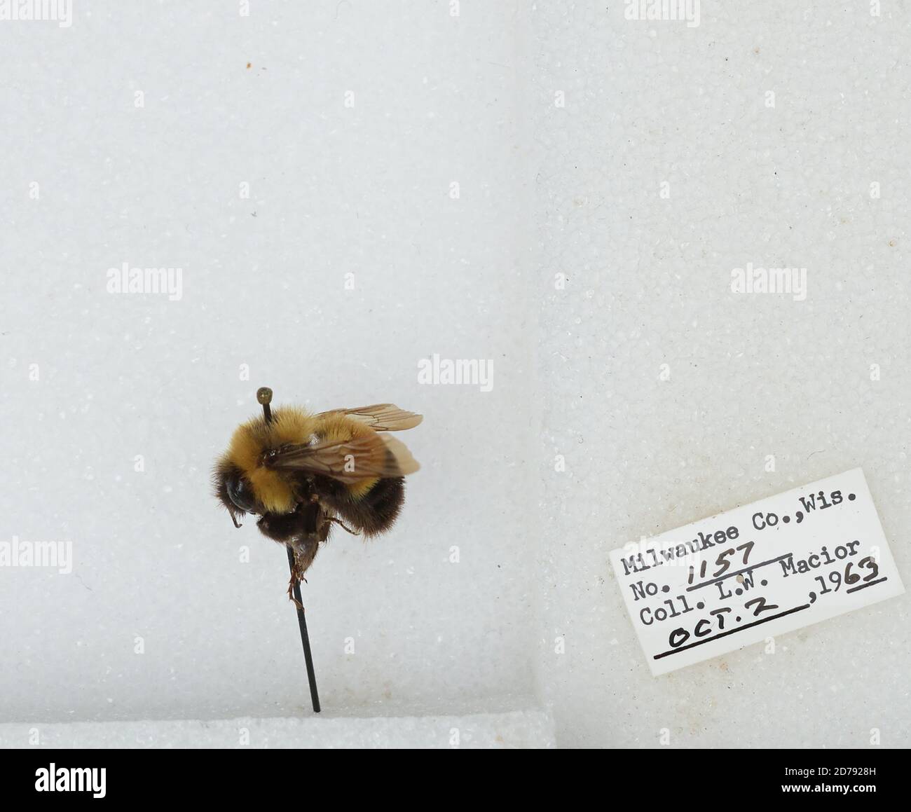Milwaukee, Wisconsin, United States, Bombus (Bombus) affinis Cresson ...