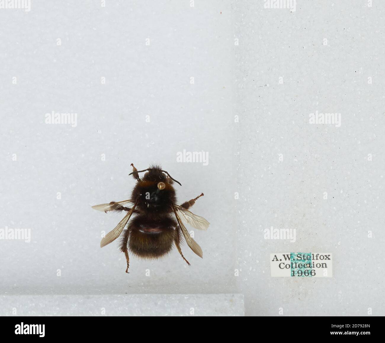 Bombus sp., Animalia, Arthropoda, Insecta, Hymenoptera, Apidae, Apinae ...