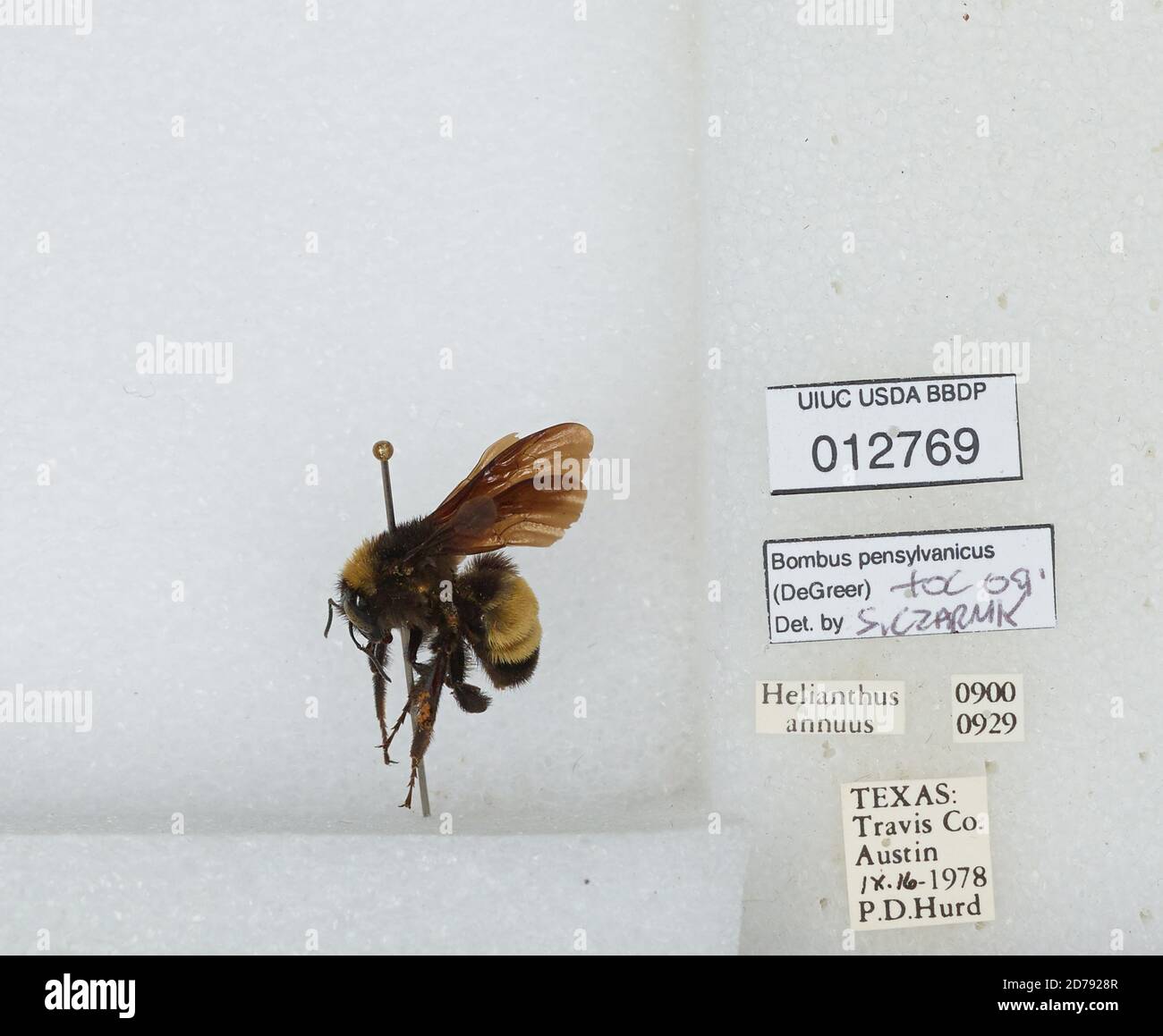 Austin, Travis, Texas, United States, Bombus (Fervidobombus ...