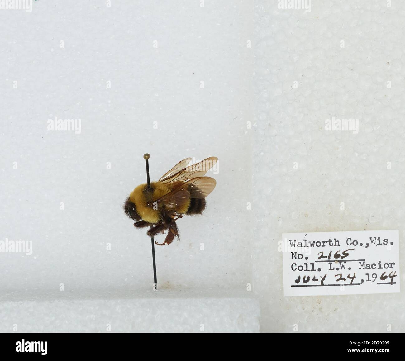 Walworth, Wisconsin, United States, Bombus (Bombus) affinis Cresson ...