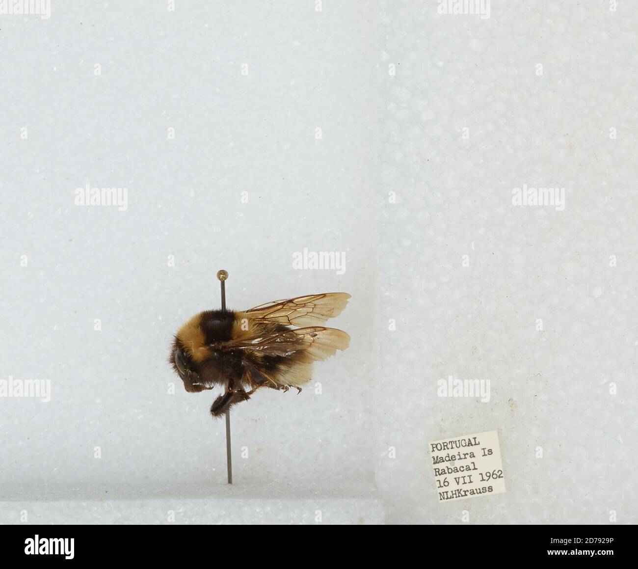 Raba?ºal, Madeira, Portugal, Bombus sp., Animalia, Arthropoda, Insecta ...