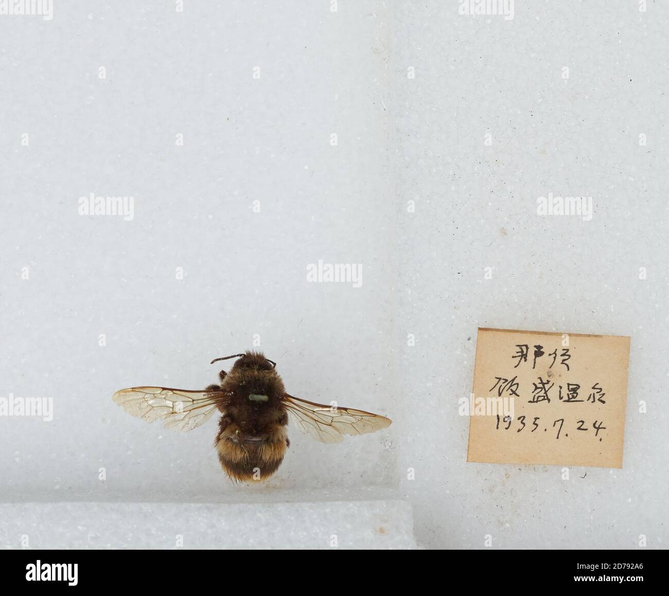 Bombus sp., Animalia, Arthropoda, Insecta, Hymenoptera, Apidae, Apinae Stock Photo - Alamy