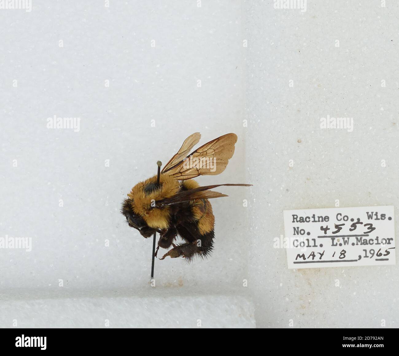 Racine, Wisconsin, United States, Bombus (Bombus) affinis Cresson ...