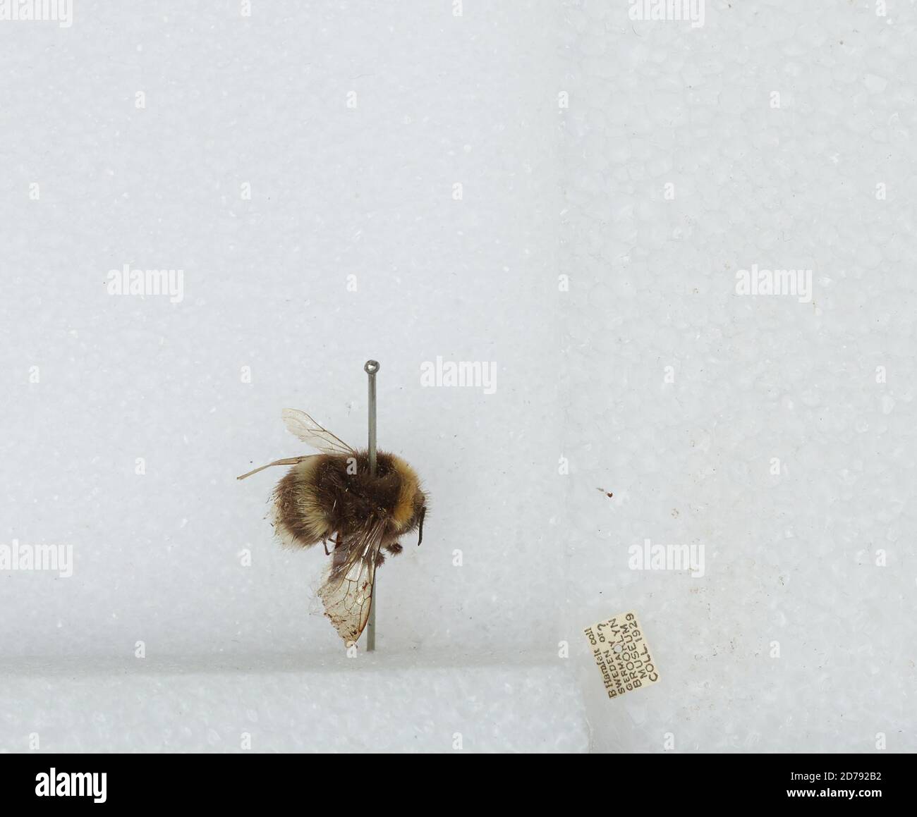 Sweden or Germany, Bombus sp., Animalia, Arthropoda, Insecta ...