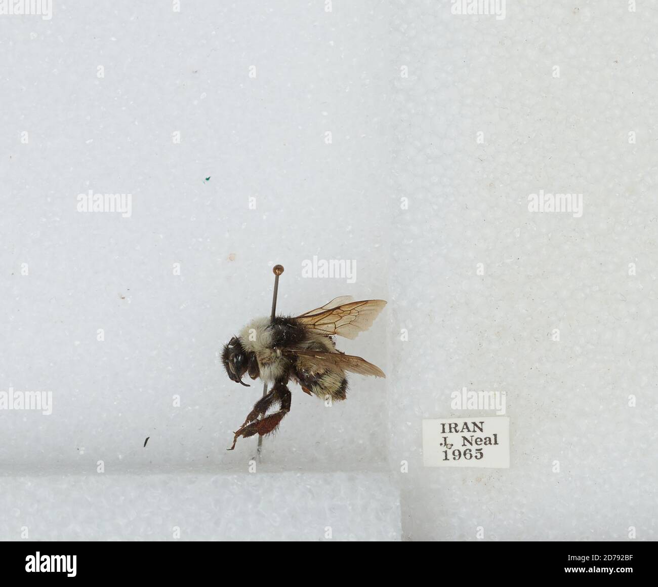 Iran, Bombus sp., Animalia, Arthropoda, Insecta, Hymenoptera, Apidae ...