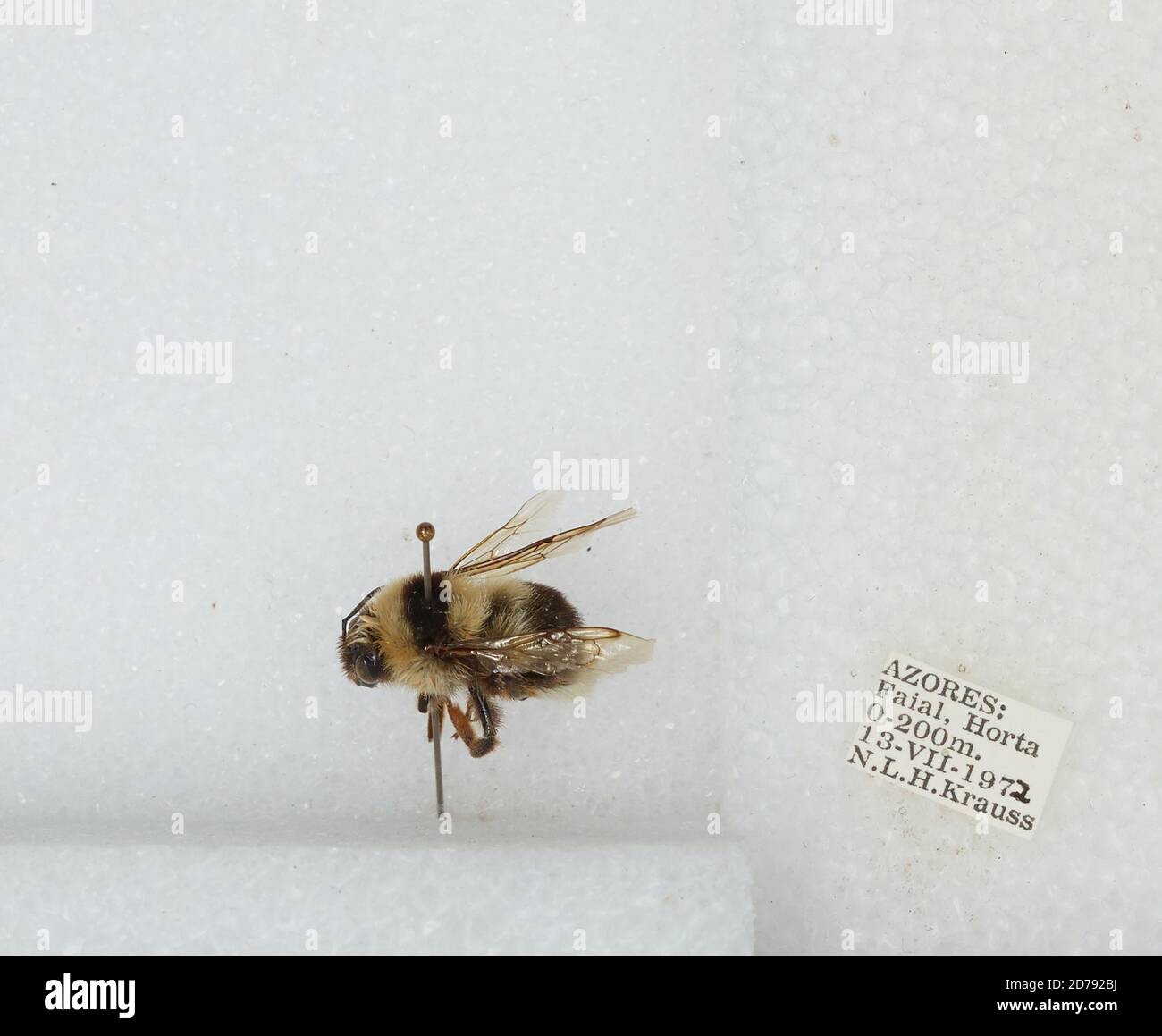 Faial Island, Horta, Azores, Portugal, Bombus sp., Animalia, Arthropoda ...