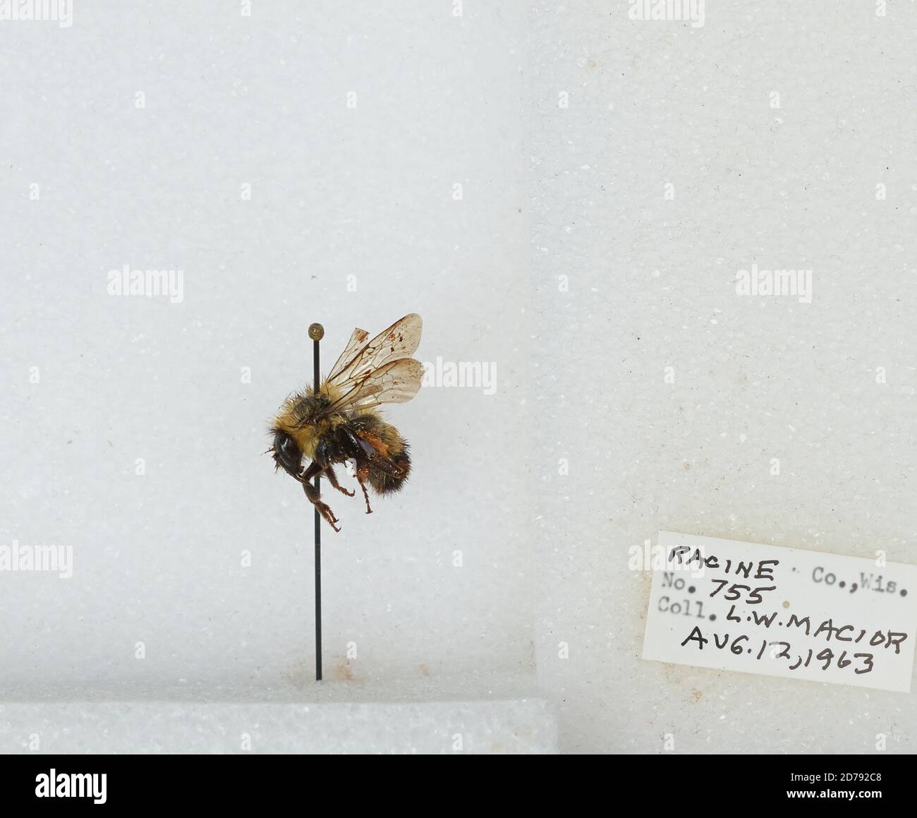 Racine, Wisconsin, United States, Bombus (Bombus) affinis Cresson ...